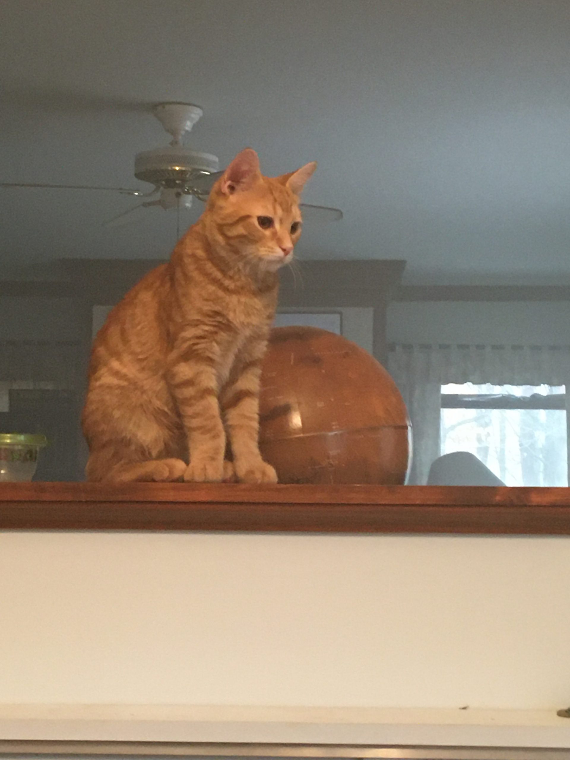 Larry and Jerry - Martin L. Shoemaker