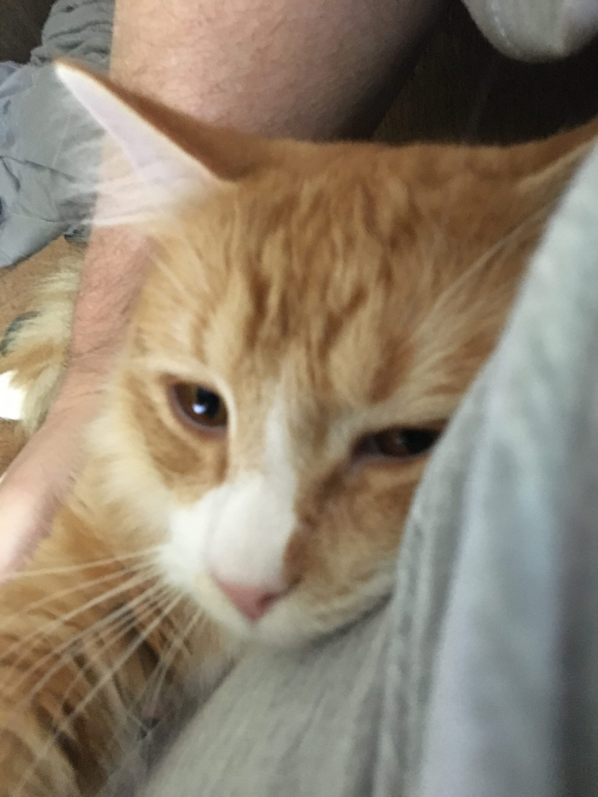 Boop Kitty! - Martin L. Shoemaker