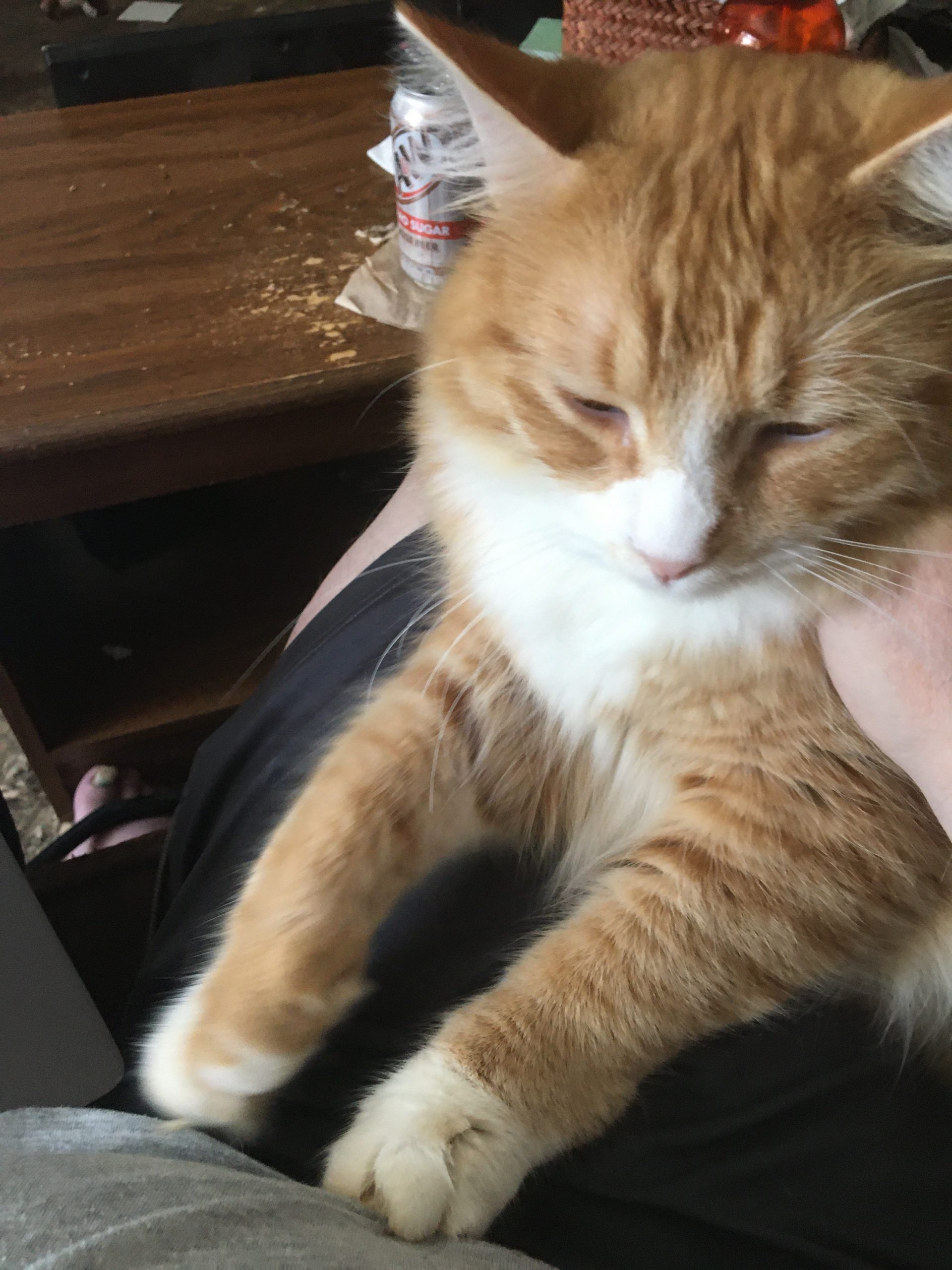 Boop Kitty! - Martin L. Shoemaker